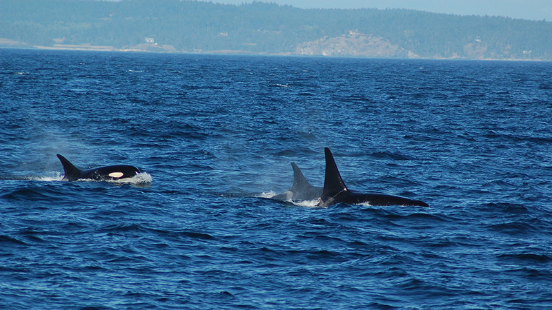 Five Fast Facts About Orcas | Port of Seattle