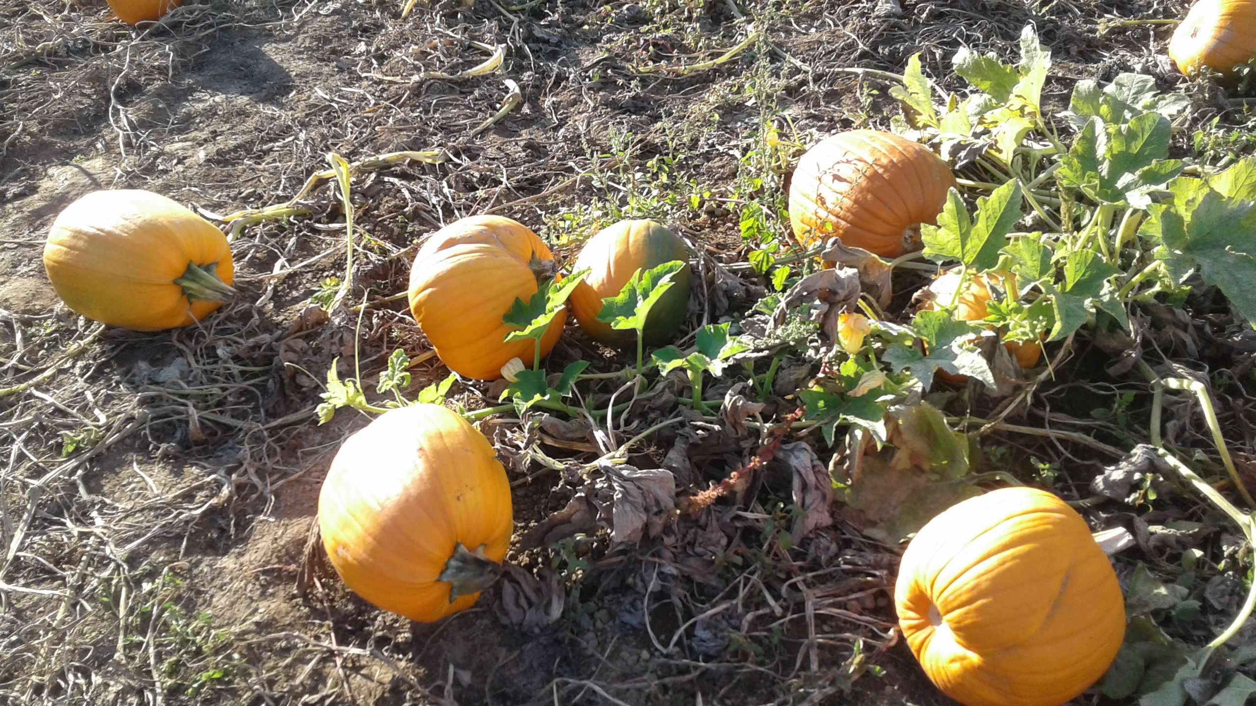 Life Lessons From Mister Rogers and the Great Pumpkin | Port of Seattle