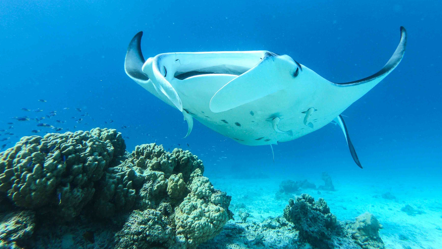 Hidden Hits of French Polynesia: Nature | Port of Seattle