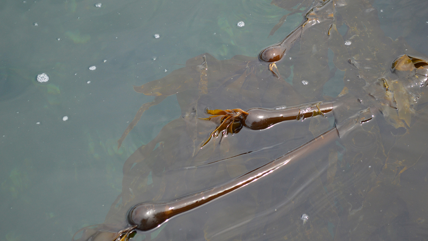 Seattle Partnership Dives into the Mysteries of Elliott Bay’s Bull Kelp ...