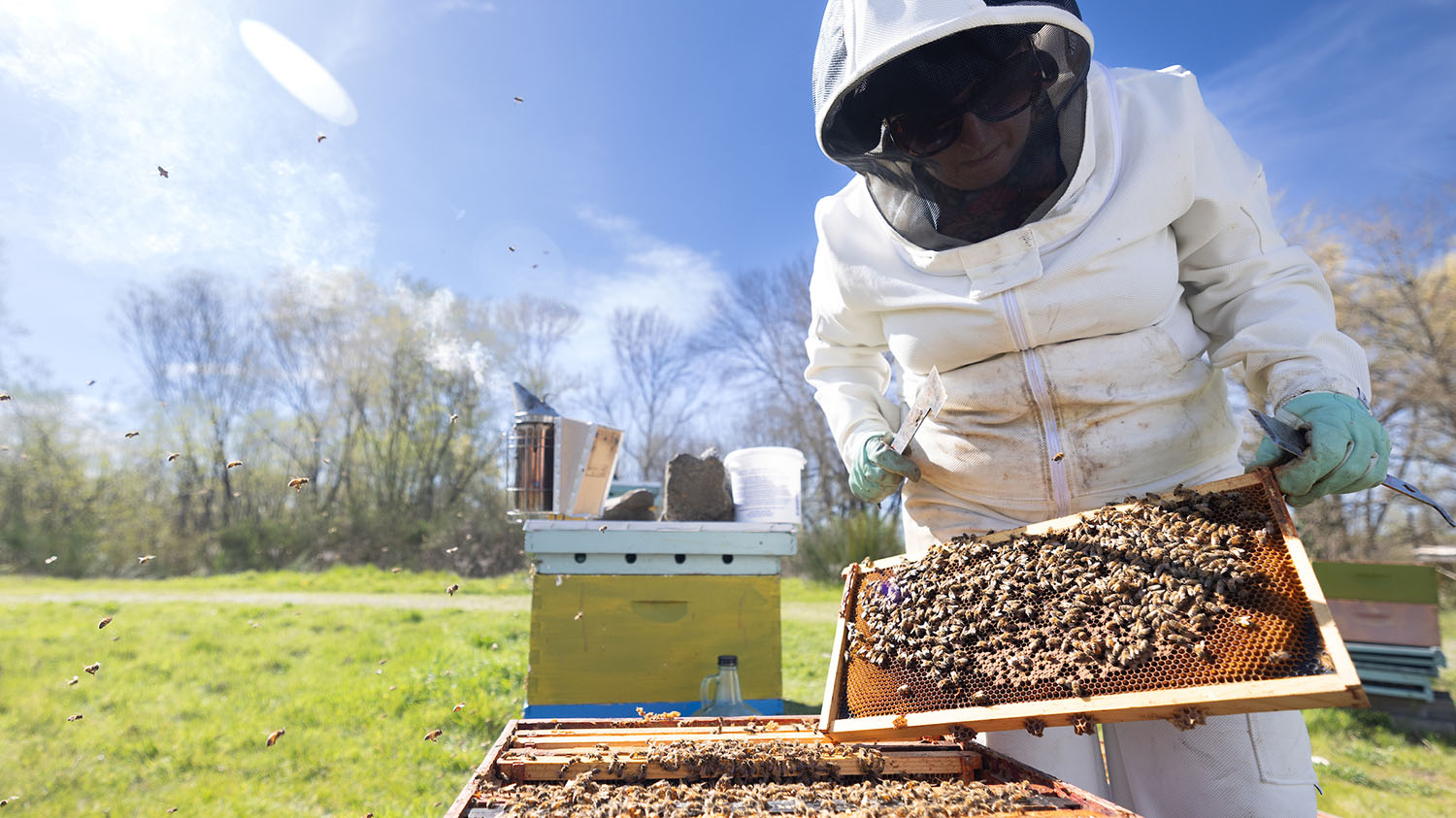 A Buzzworthy Journey — From Backyard Hobbyist to Airport Beekeeper ...