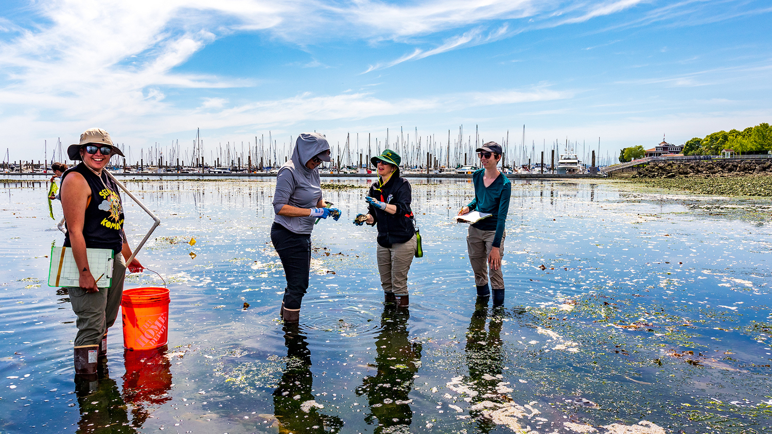 Transforming Puget Sound Ecosystems with Oysters, Kelp, and Eelgrass ...