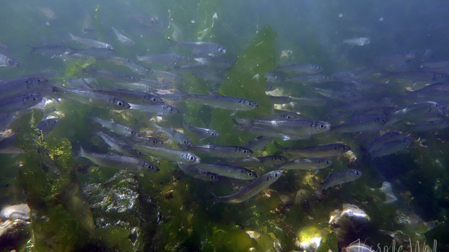 Helping Herring: Supporting Spawning in Elliott Bay | Port of Seattle