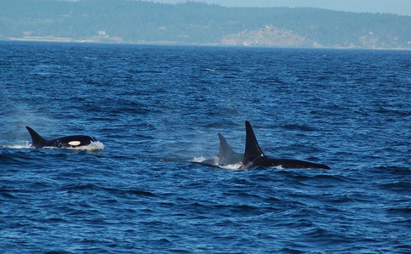 Five Fast Facts About Orcas | Port of Seattle